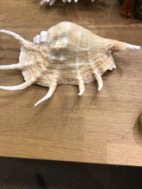 13" Spider Conch Shell – Encore Interiors, a consignment gallery